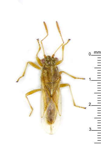 Cymoninus sechellensis · iNaturalist