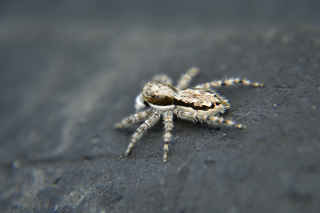 Gray Wall Jumping Spider from Ibagué, Tolima, Colombia on February 14 ...
