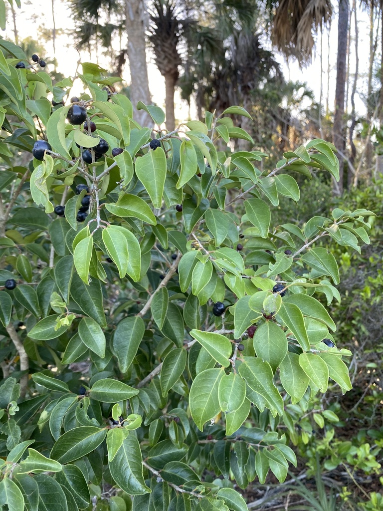 White Stopper from Turtle Island, Naples, FL, US on February 15, 2025 ...