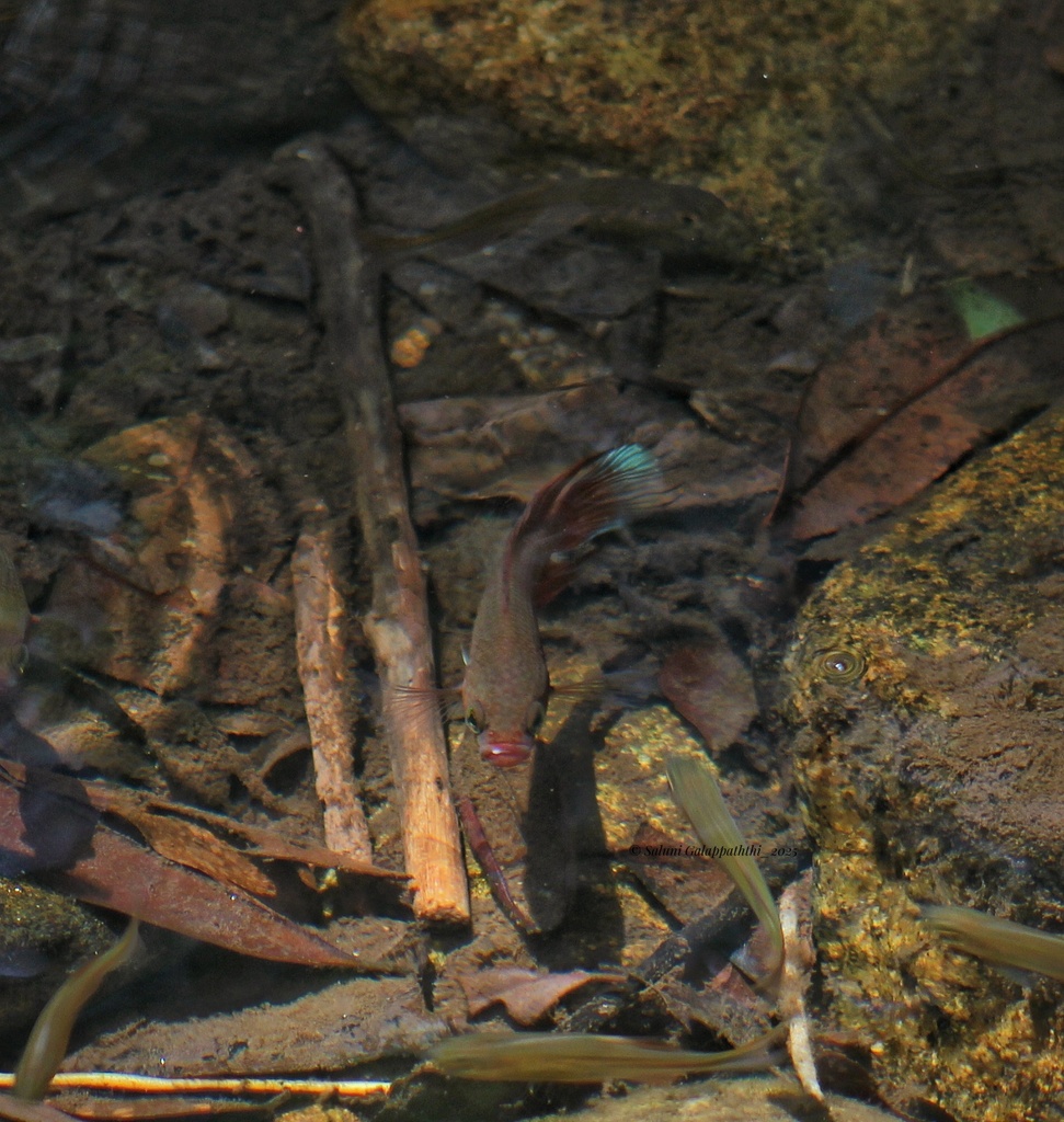 Ceylonese Combtail Gourami in February 2025 by Saluni Uthprabha ...