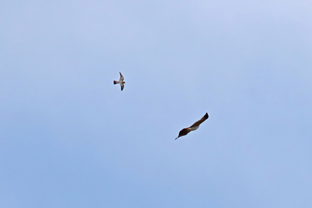 Bat Falcon from São Domingos - State of Goiás, Brazil on August 25 ...