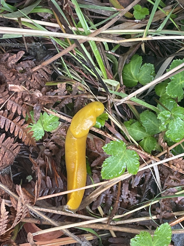 Southern Pacific Banana Slug from Pfeiffer Big Sur State Park, Monterey ...