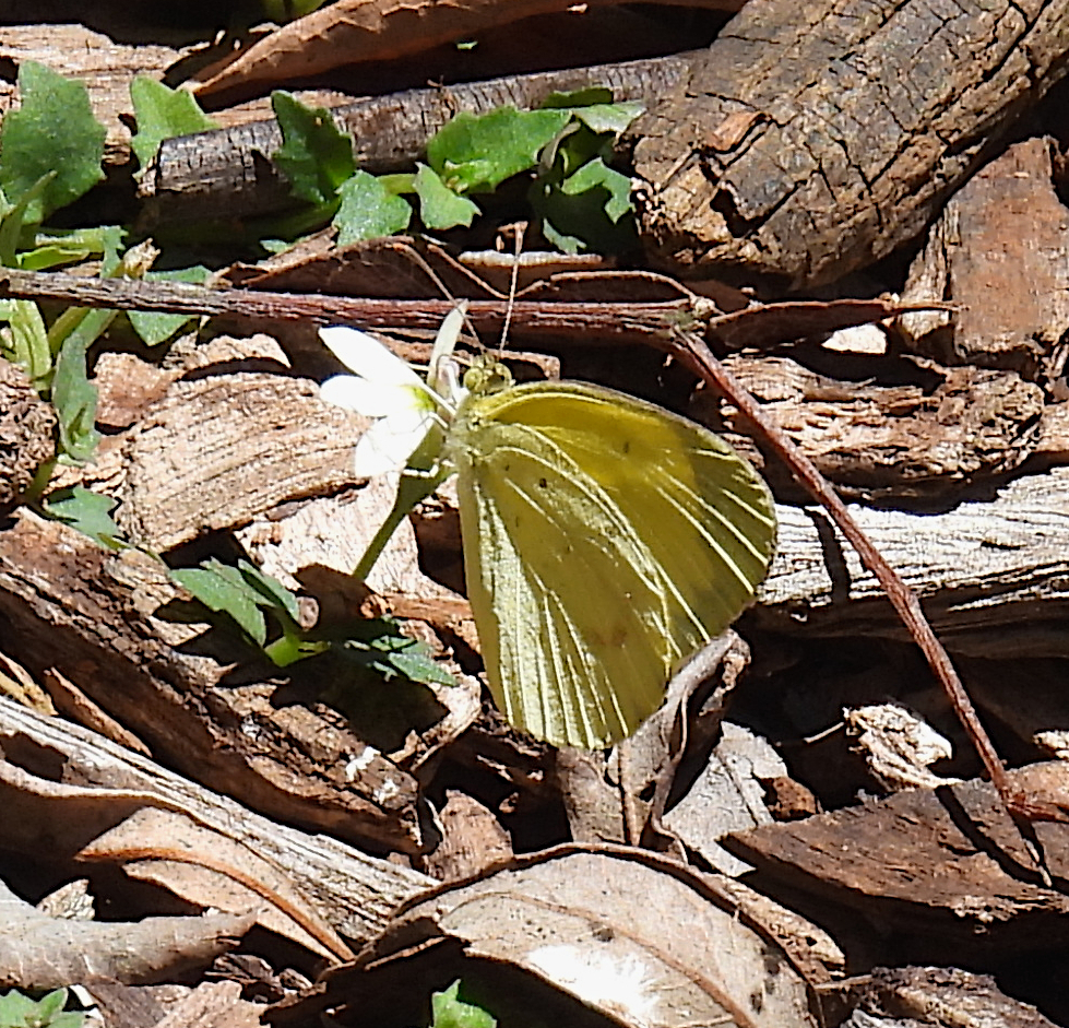 Small Grass-yellow from Mount Glorious QLD 4520, Australia on February ...