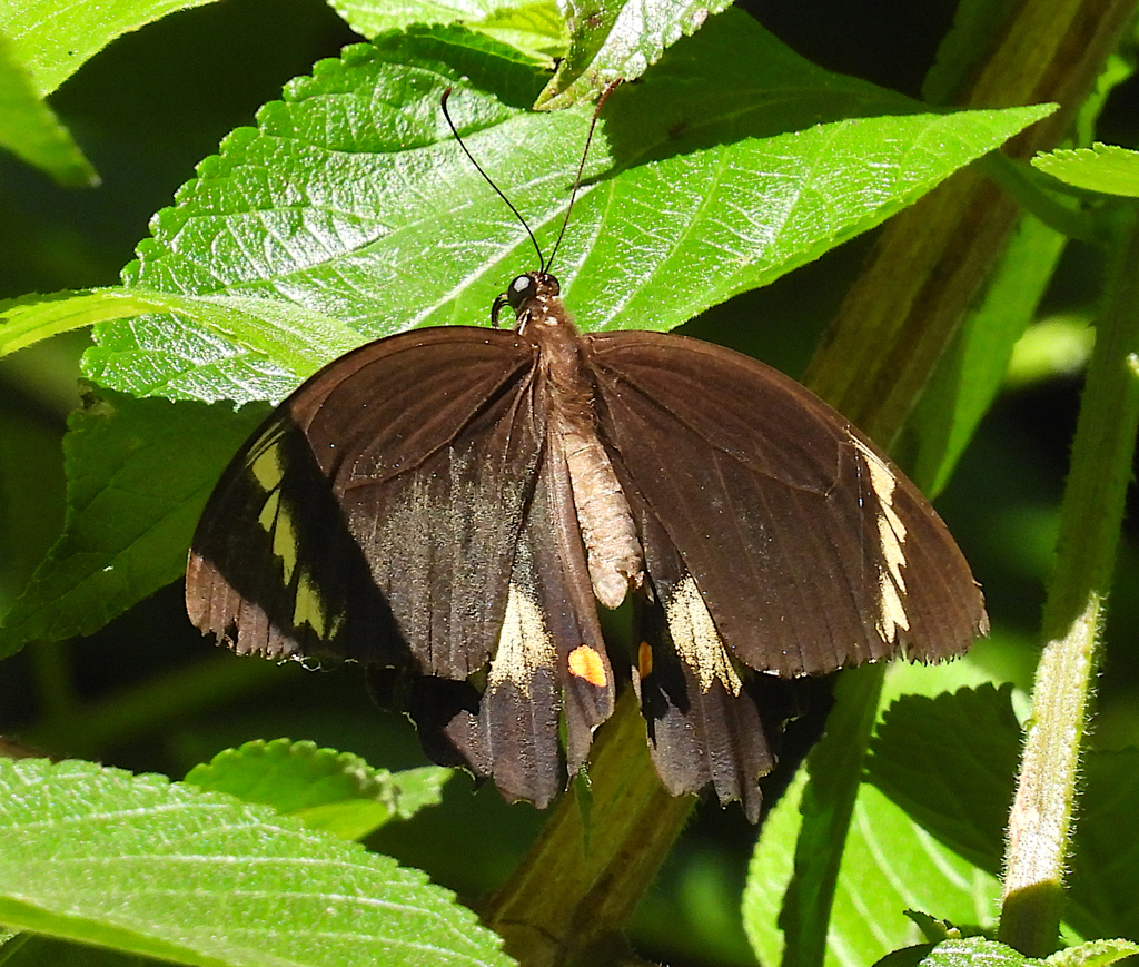 Australian Orchard Swallowtail from Maiala, Mount Glorious QLD 4520 ...