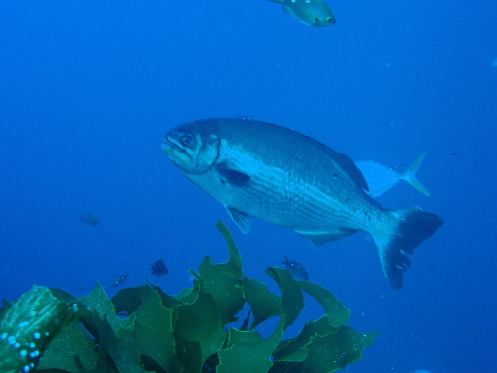 Silver Drummer from Northland, New Zealand on February 12, 2025 at 11: ...