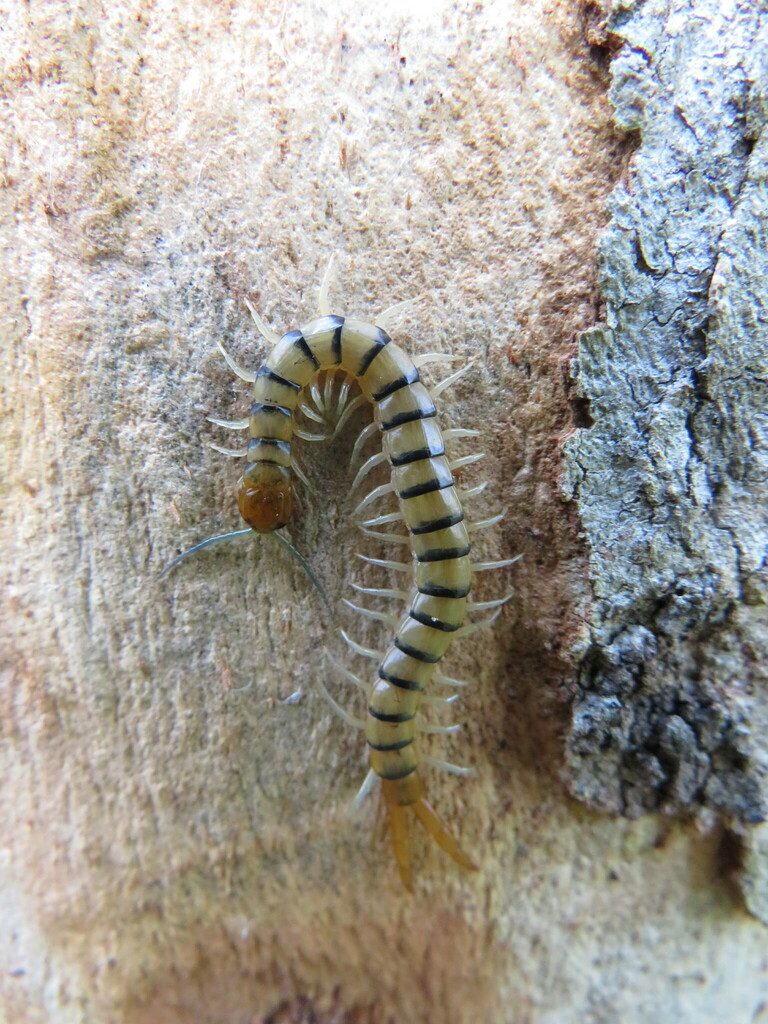 Common Centipedes from Brisbane QLD, Australia on February 16, 2025 at ...