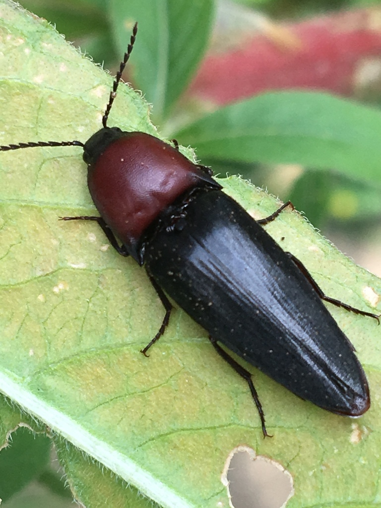 Attenuated Click Beetle (Click Beetles of the United States) · iNaturalist