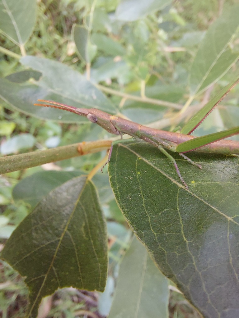 Grasshoppers from Brisbane QLD, Australia on February 16, 2025 at 03:56 ...