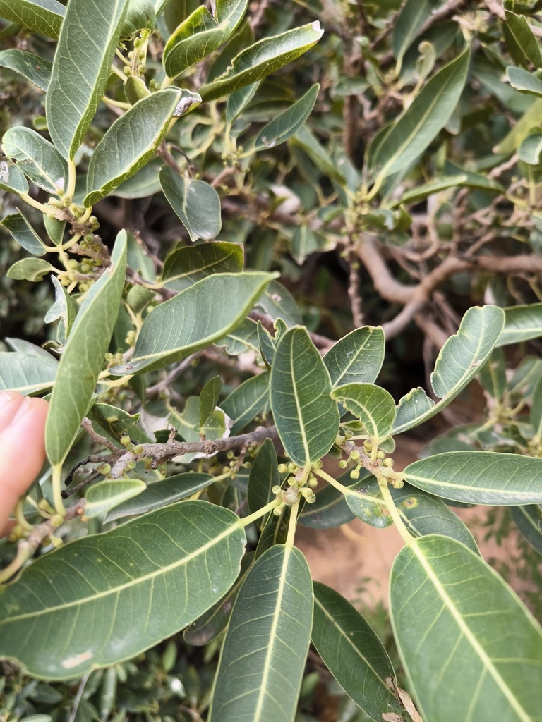 Namaqua Fig (Ficus cordata) - Botanical Realm