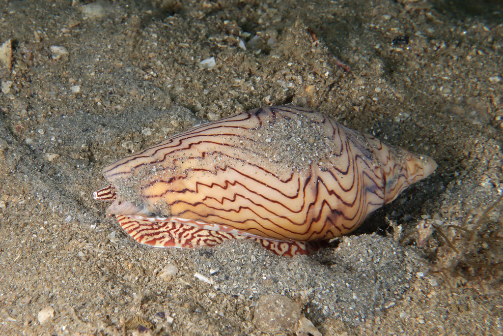 Wavy Volute from Mornington P'sula - South, AU-VI, AU on January 26 ...