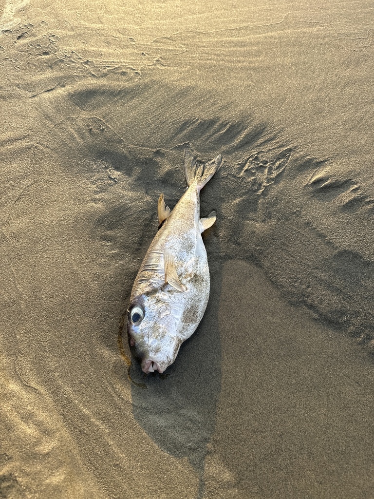 Pelagic Pufferfishes from North Pacific Ocean, TW on February 16, 2025 ...