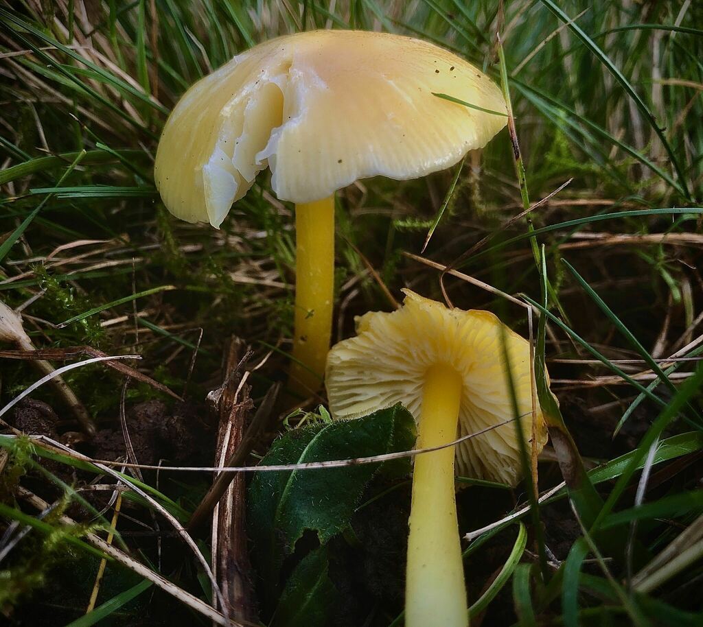 Golden Waxcap from Kenley Common, Hayes Ln, Coulsdon, Caterham, Kenley ...
