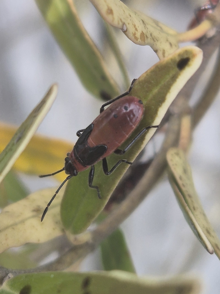 Swan plant seed bug from Ebdentown, Upper Hutt 5018, New Zealand on ...