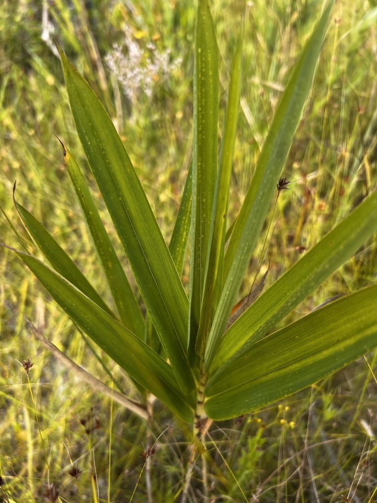 switch cane from US-31, Bay Minette, AL, US on August 13, 2024 at 02:56 ...