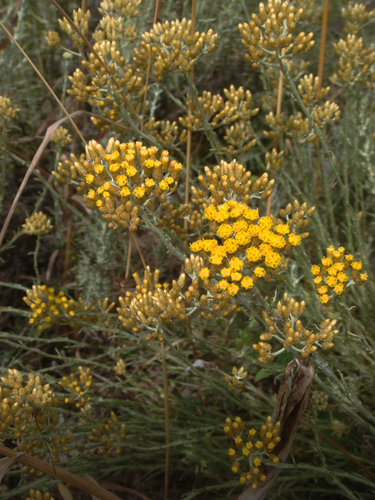 Subspecies Helichrysum italicum microphyllum · iNaturalist