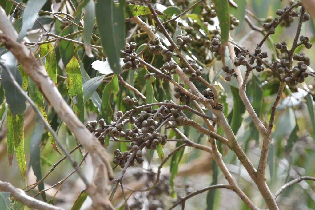 Long-leaved Box from Staughton Vale VIC 3340, Australia on February 16 ...