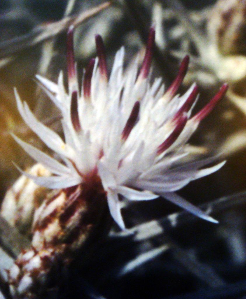 Centaurea horrida in May 2013 by Peter de Lange. Locally common in a ...