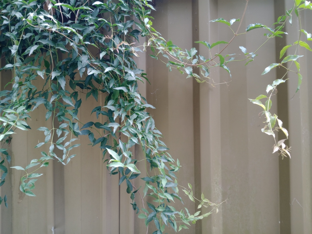 Catclaw vine from -33.760387, 150.659741 on February 13, 2025 at 11:34 ...