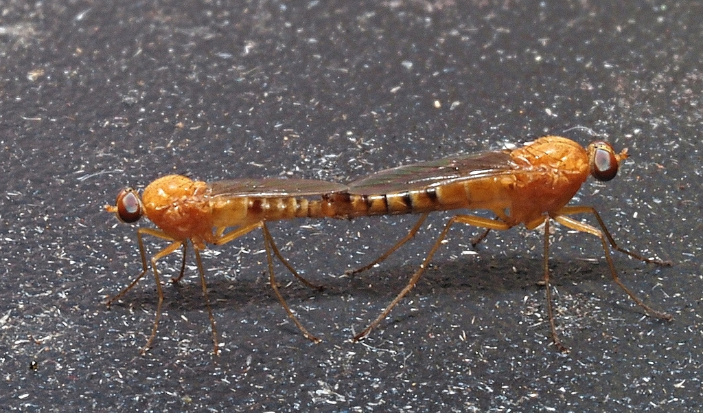 Asiloidea from Kalamunda WA, Australia on December 19, 2024 at 07:45 PM by sarraj · iNaturalist