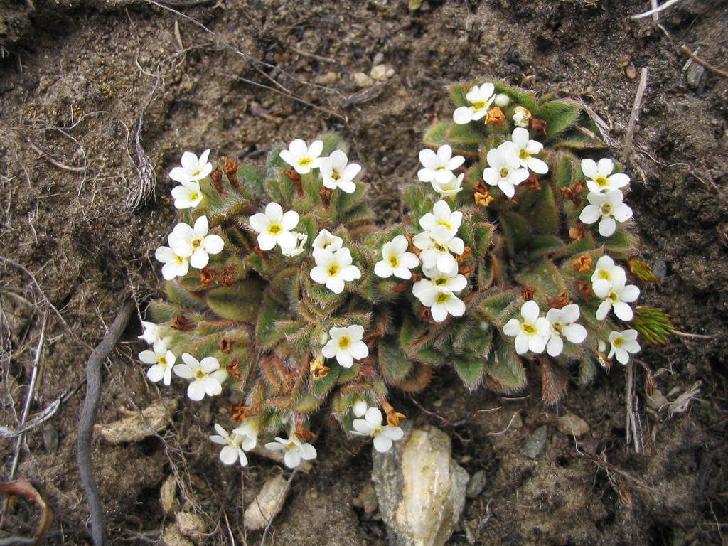 Myosotis lyallii elderi from Nevis 9384, New Zealand on December 05 ...