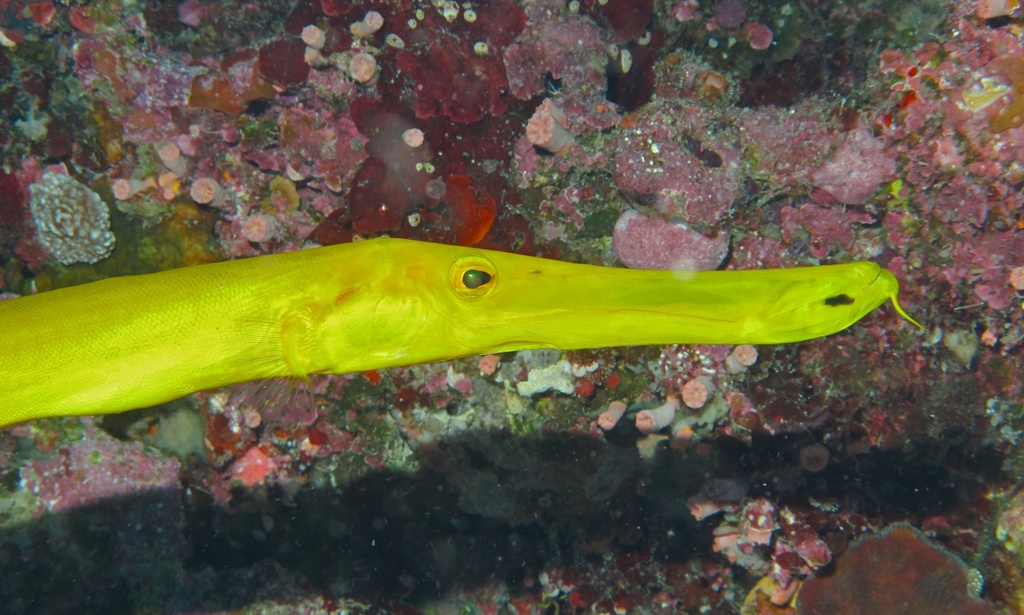 Pacific Trumpetfish (Aulostomus chinensis) - Marine Life Identification