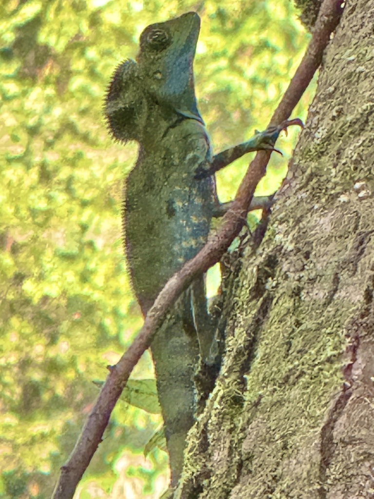 Malayan Crested Lizard from Borneo, Bukok, Temburong, BN on February 15 ...