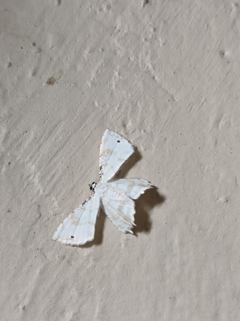 Epiplema from Dehradun, Uttarakhand, India on August 30, 2024 at 11:25 ...
