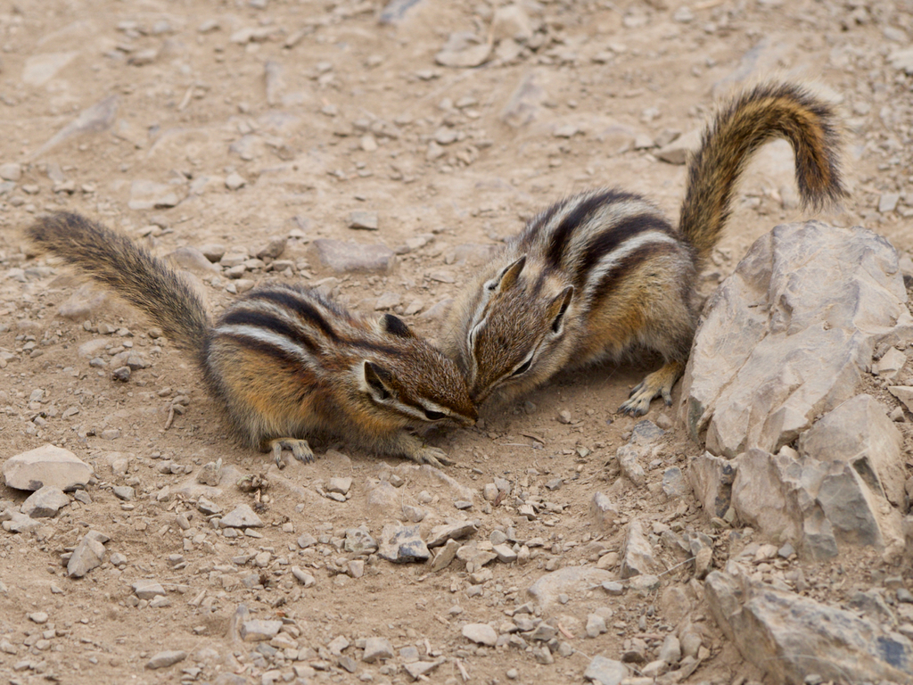 Olympic Chipmunk (Neotamias amoenus caurinus) - Know Your Mammals