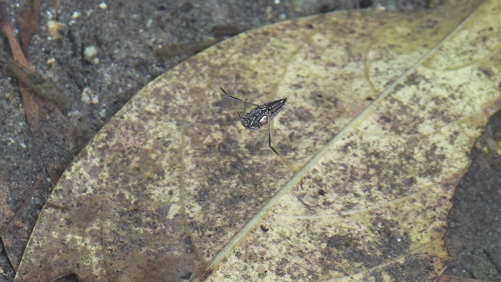 Enithares from 金湾区, 珠海市, 广东省, CN on February 16, 2025 at 05:38 PM by ...