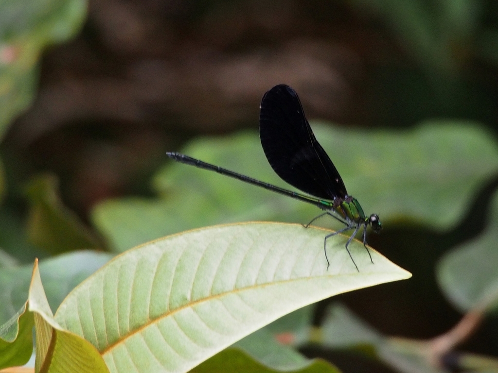 Glorious Bluewing from Etimboue, (Rabi) Gabon on September 24, 2014 at ...