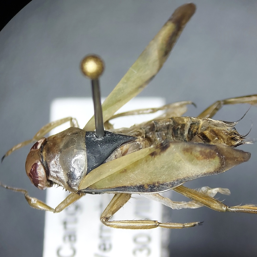 Eurasian Greater Water Boatman from 1236 Cartigny, Switzerland on ...