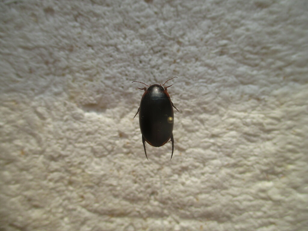 Hydaticus seminiger from Глазовский р-н, республика Удмуртия, Россия on ...