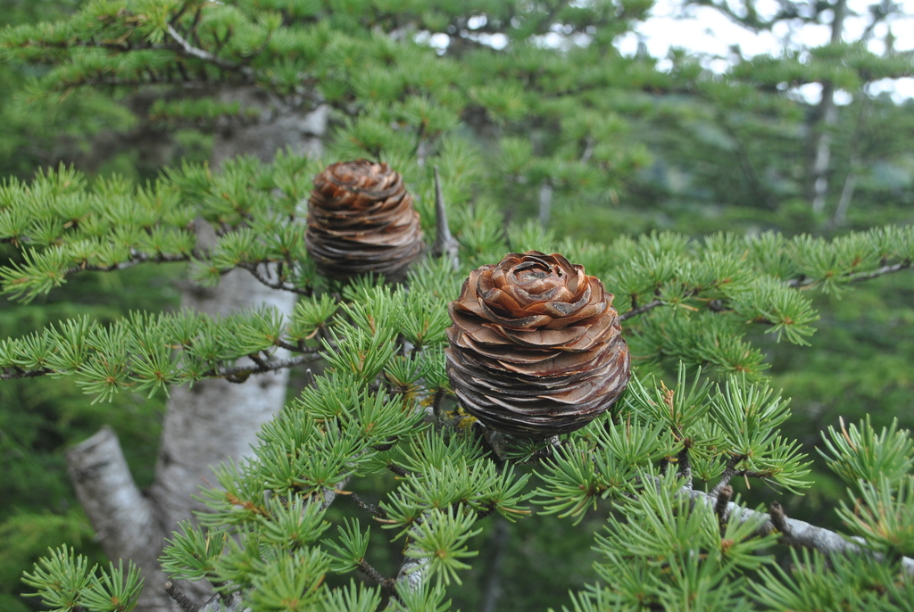 Lebanon cedar from Al Haffah, Syria on August 1, 2019 at 11:51 PM by M ...