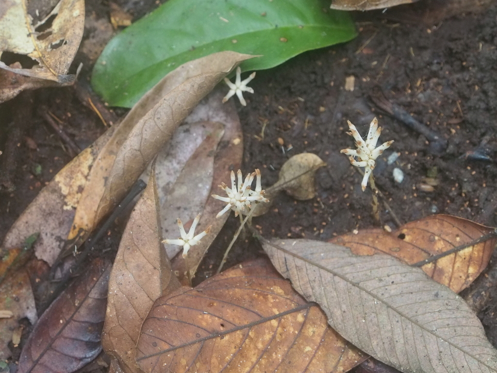 (Campylosiphon congestus) - Botanical Realm