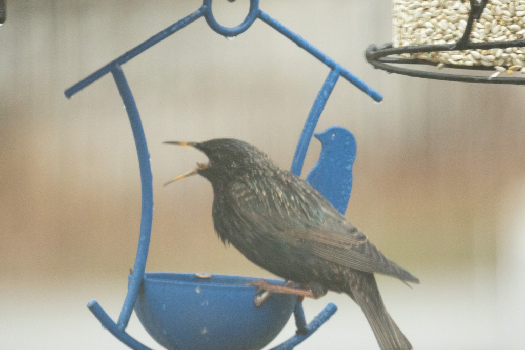 European Starling from Centerville, OH, USA on February 15, 2025 at 02: ...