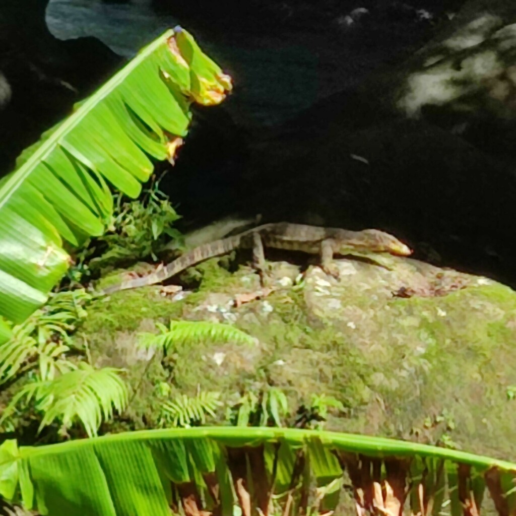 Yellow-headed Water Monitor from Pandan, Mambajao, Camiguin ...