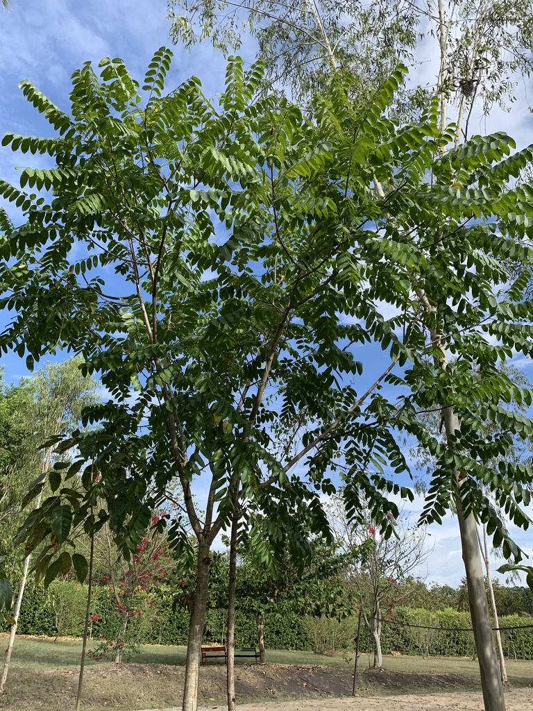 West Indies Cedrela in August 2019 by Luis Enrique Villegas · iNaturalist