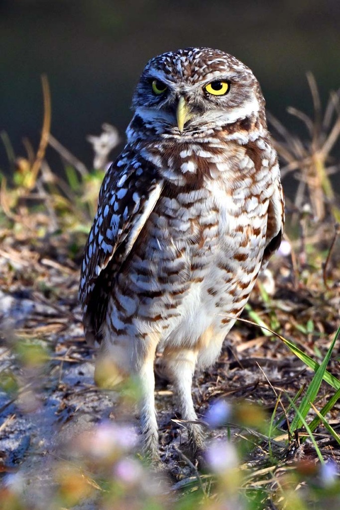 Florida Burrowing Owl from Cooper City, FL, USA on February 16, 2025 at ...