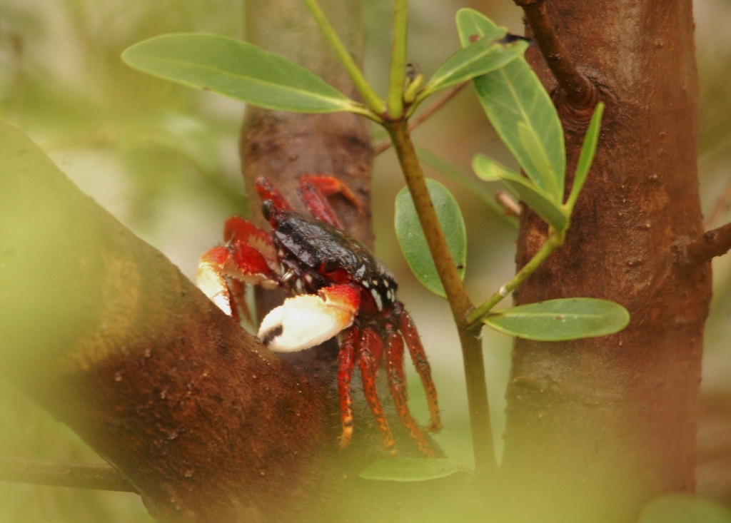 Mangrove Root Crab from South Padre Island, TX 78597, USA on July 25 ...