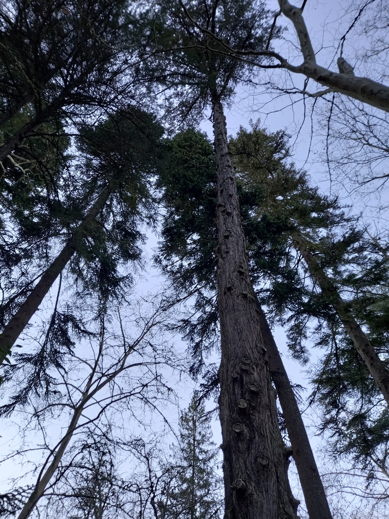 cedar of Goa from 5425-307 Vidago, Portugal on February 16, 2025 at 05: ...