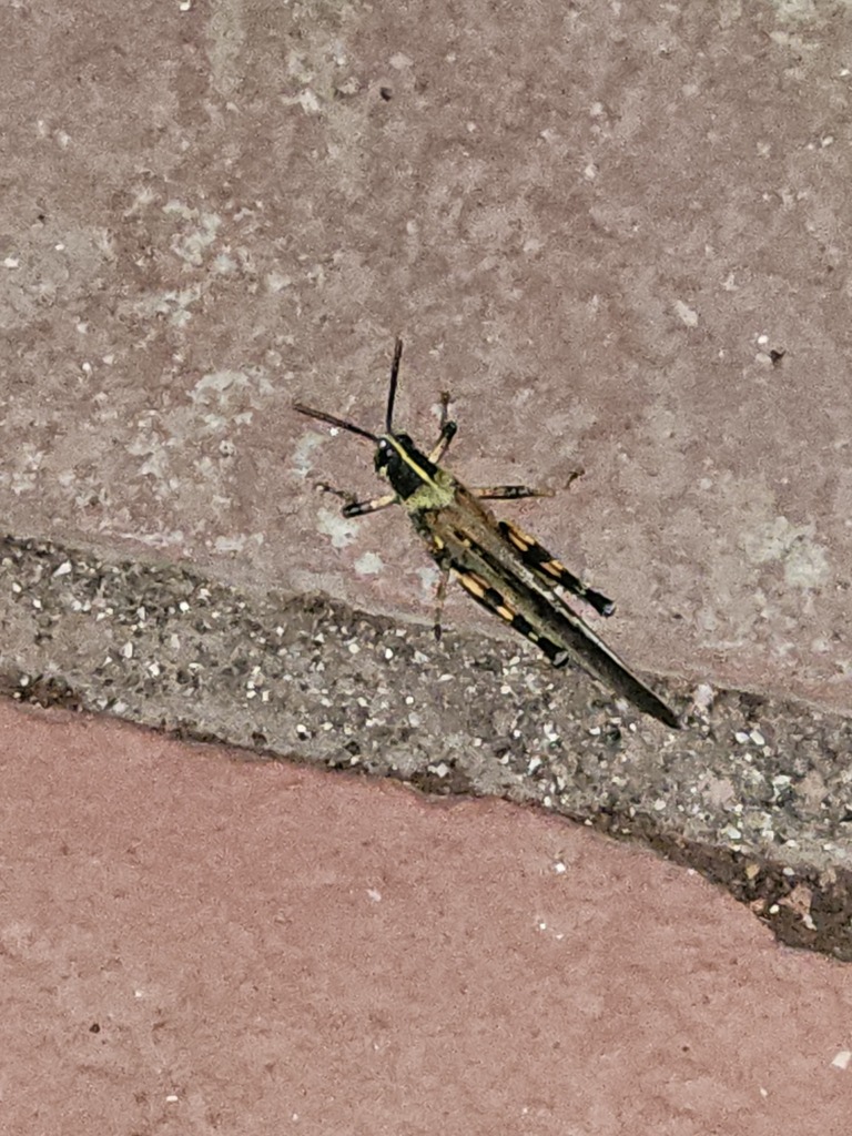 Large Painted Locust from Barrio El Edén, Puerto Ayora, Ecuador on ...