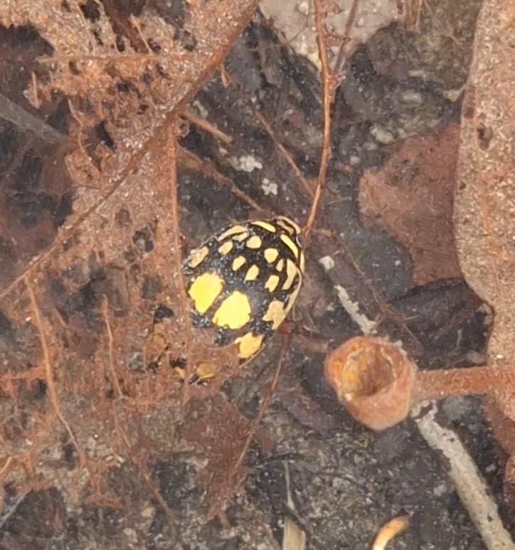 Sunburst Diving Beetle from 64924 N.L., México on February 15, 2025 at ...
