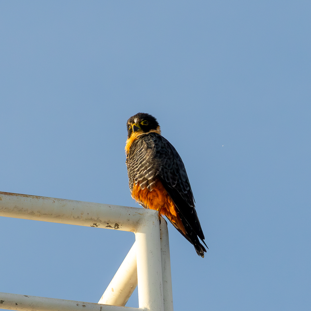 Bat Falcon from Tubalina – Setor Colônia - Tubalina, Uberlândia - MG ...