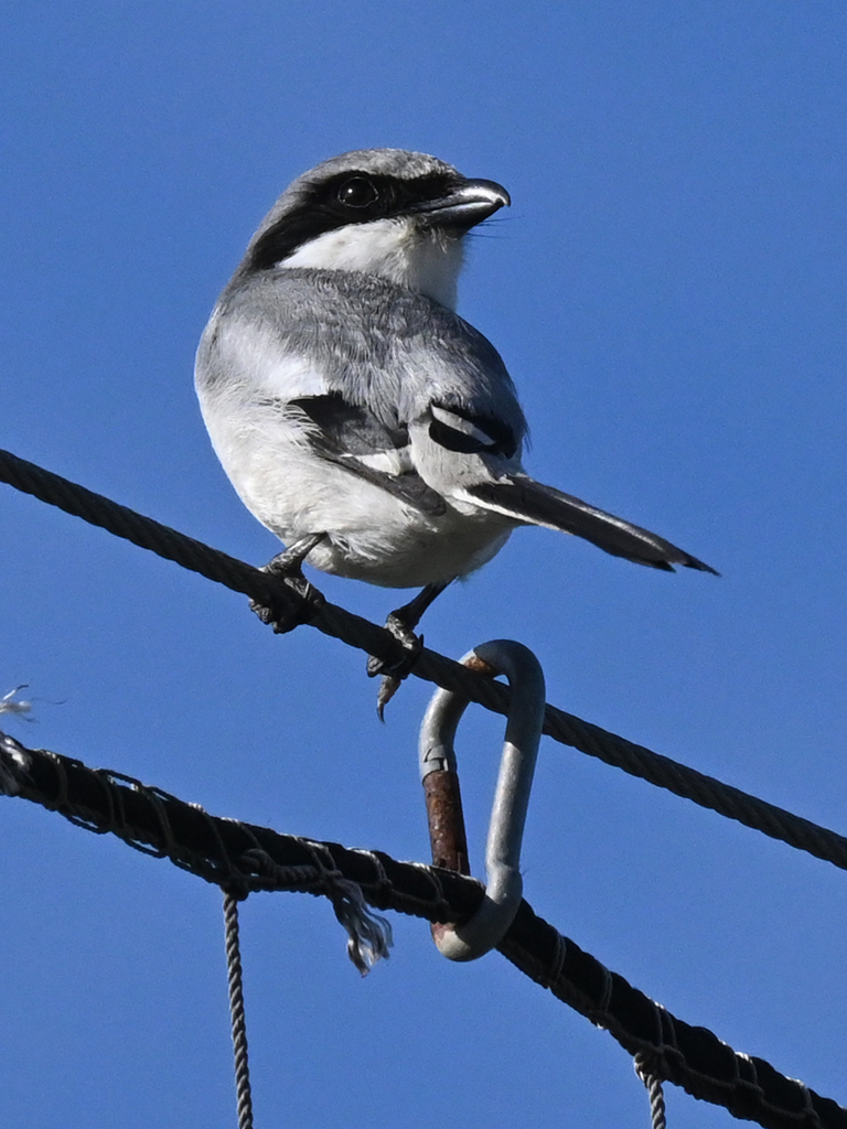 Loggerhead Shrike from Cooper City, FL, USA on February 16, 2025 at 09: ...