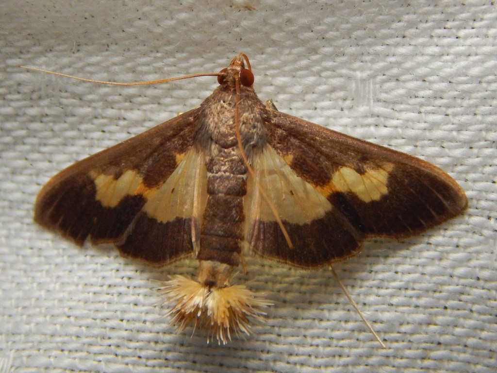 Pickleworm Moth (Costa Rica Insects) · iNaturalist