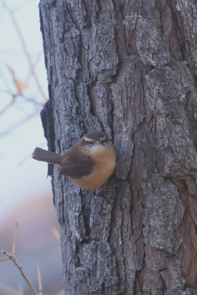 Carolina Wren from Anderson Park West Point Lake Alabama USA on January ...