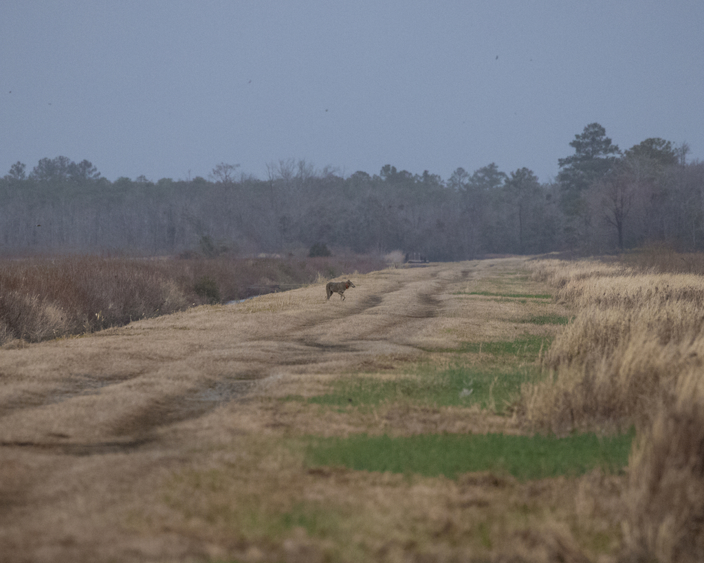 Red Wolf in February 2025 by Evan C · iNaturalist