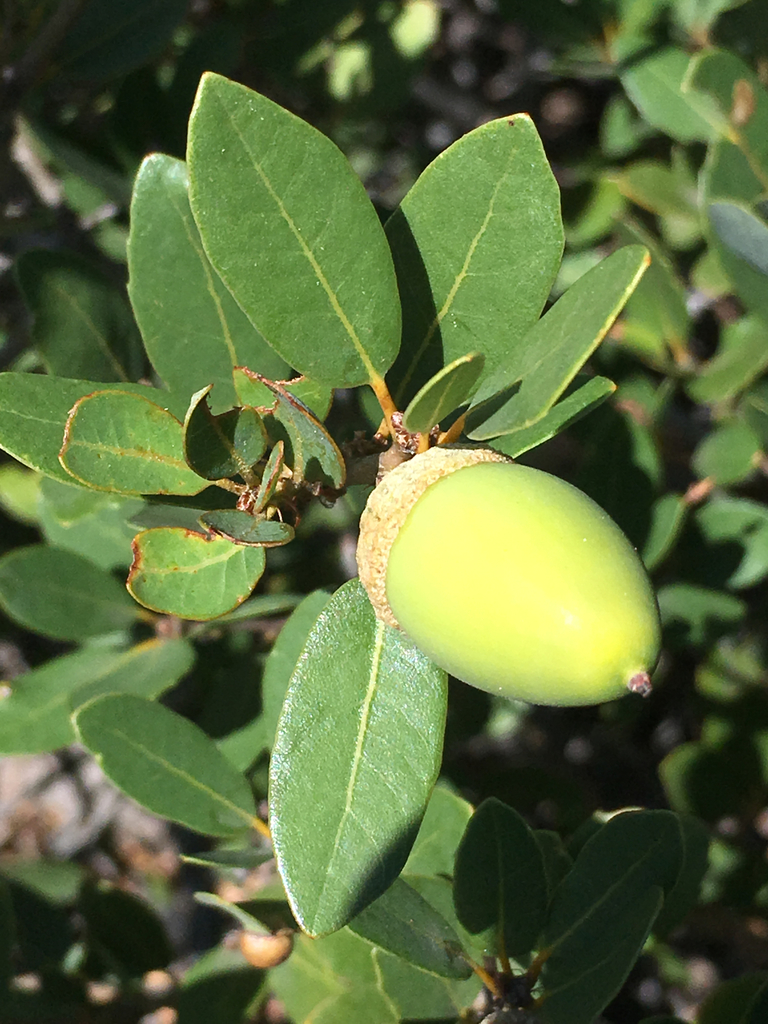 huckleberry oak (Quercus vacciniifolia) - Botanical Realm