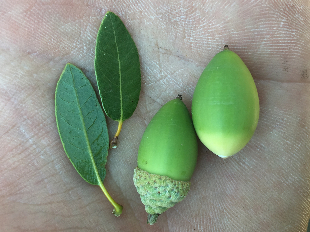 huckleberry oak (Quercus vacciniifolia) - Botanical Realm