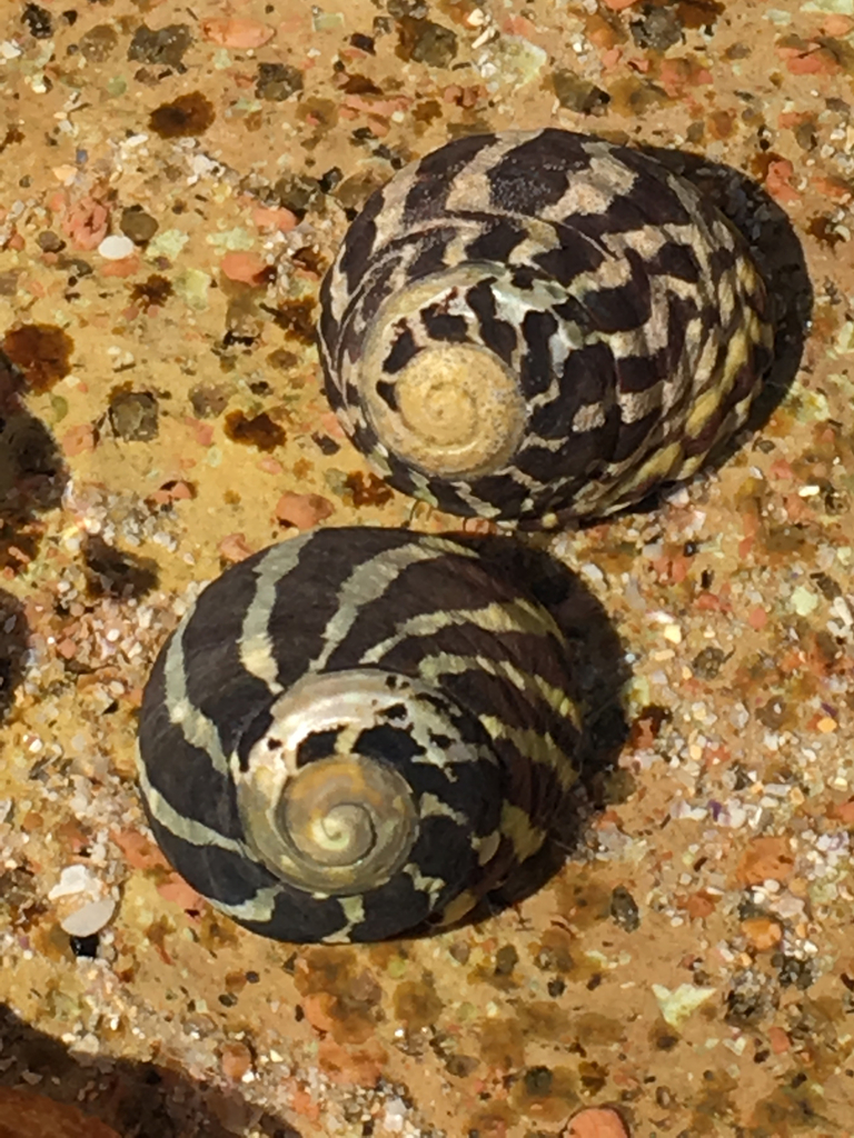 Zebra Top Snail (Marine invertebrates of Randwick costal area: Coogee ...